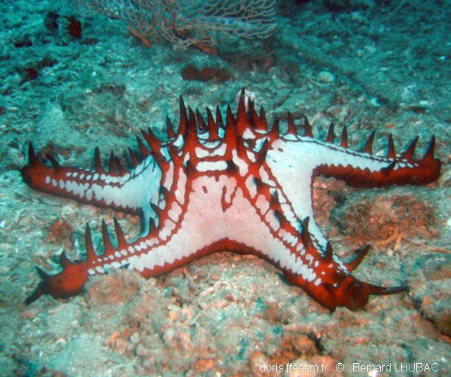 Protoreaster lincki | DORIS