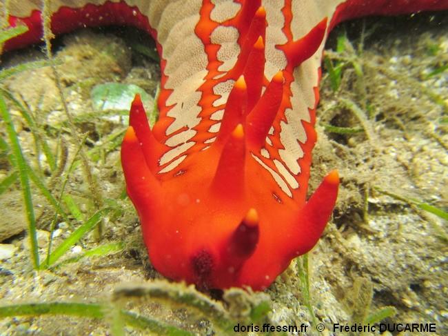 Protoreaster lincki | DORIS