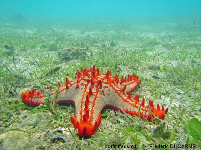 Protoreaster lincki | DORIS