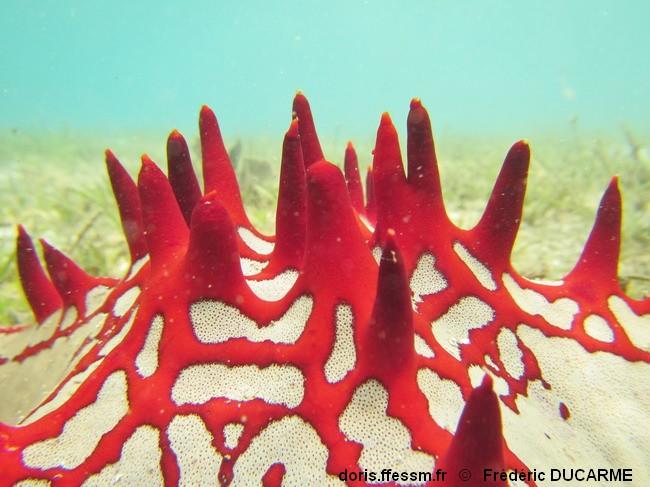 Protoreaster lincki | DORIS