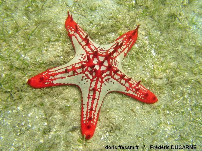 Protoreaster lincki | DORIS