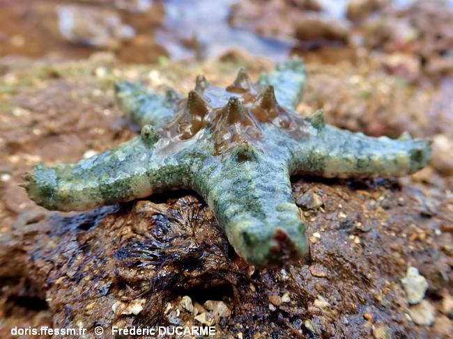 Protoreaster lincki | DORIS