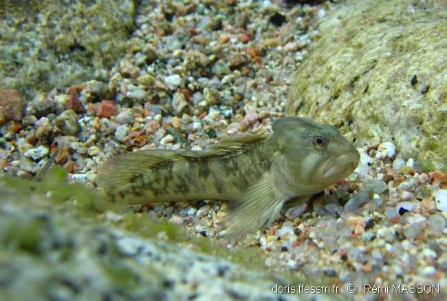 Salaria fluviatilis | DORIS