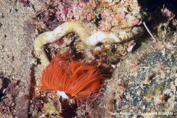 Protula intestinum | DORIS