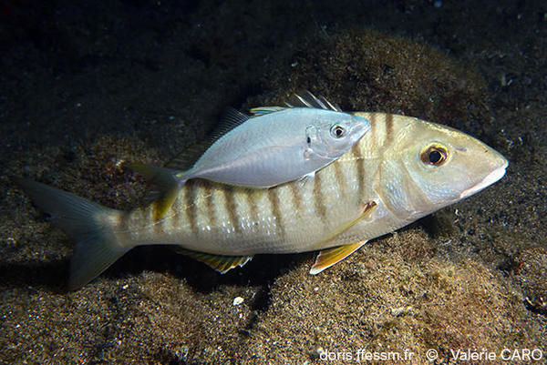 Pseudocaranx dentex | DORIS