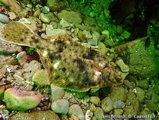 Pseudopleuronectes americanus | DORIS