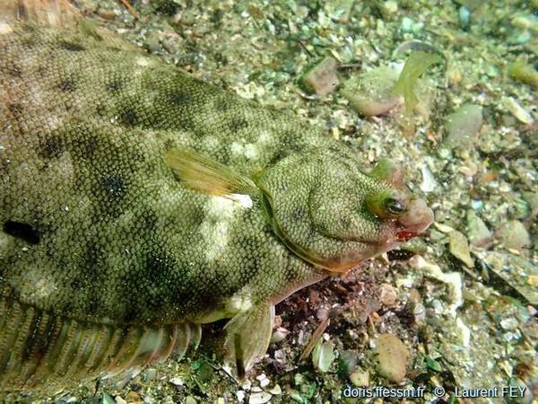 Pseudopleuronectes americanus | DORIS