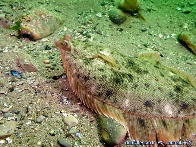Pseudopleuronectes americanus | DORIS