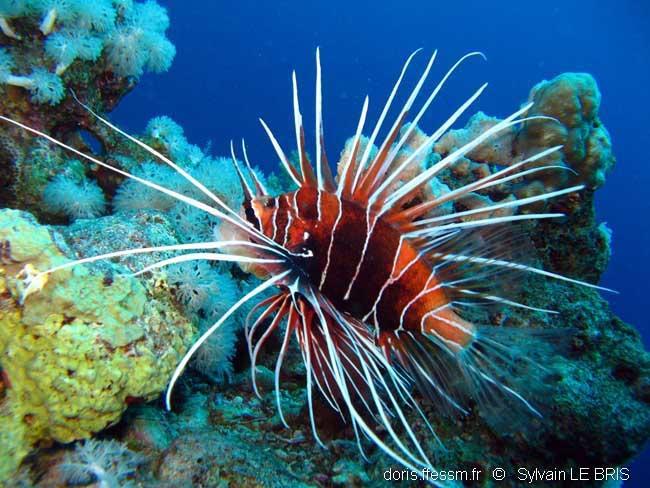 Pterois cincta | DORIS