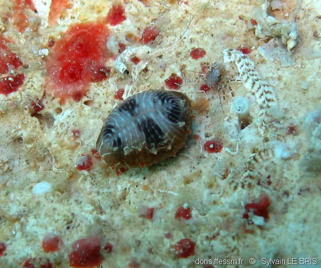 Pusula pediculus | DORIS