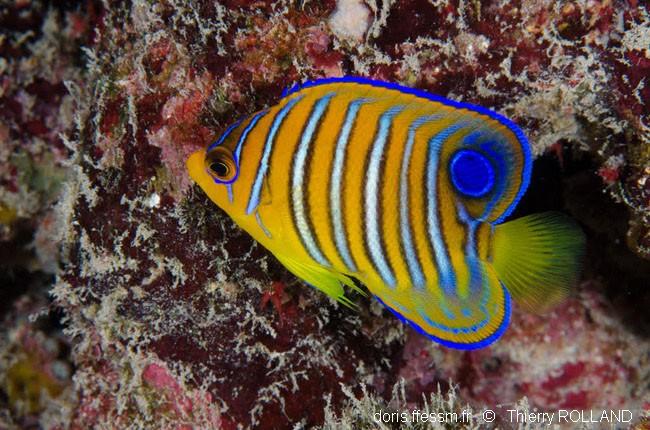 Pygoplites diacanthus | DORIS