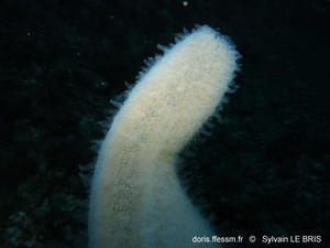 Pyrostremma spinosum | DORIS