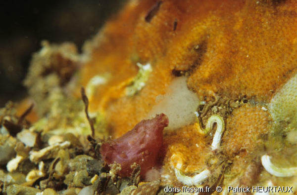 Pyura microcosmus | DORIS