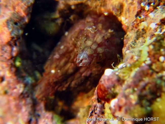 Pyura squamulosa | DORIS