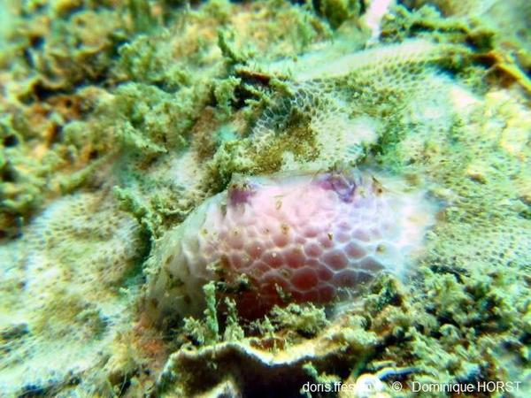 Pyura squamulosa | DORIS