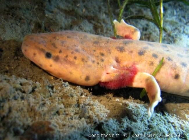 Necturus maculosus | DORIS