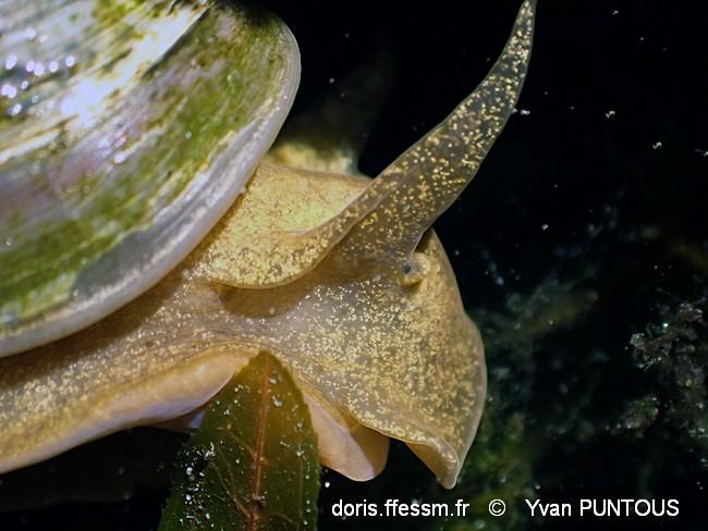 Radix auricularia | DORIS