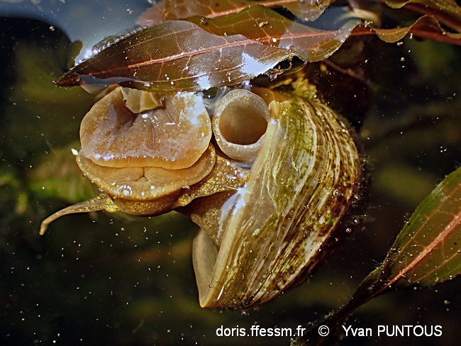 Radix auricularia | DORIS