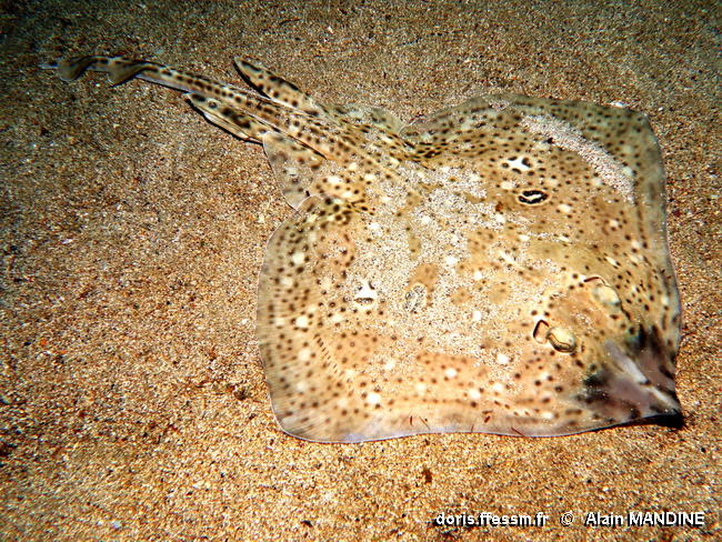 Raja polystigma | DORIS