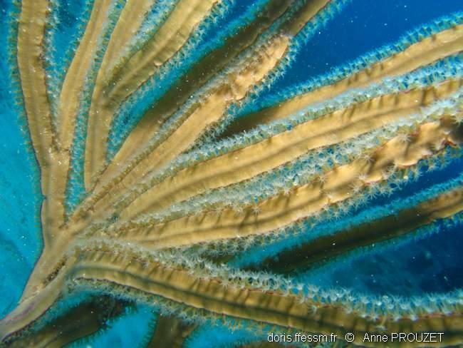 Pterogorgia guadalupensis | DORIS