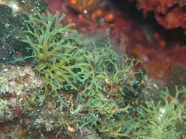 Dictyota dichotoma | DORIS