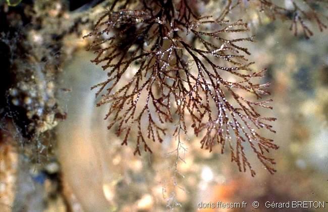 Bugula neritina | DORIS