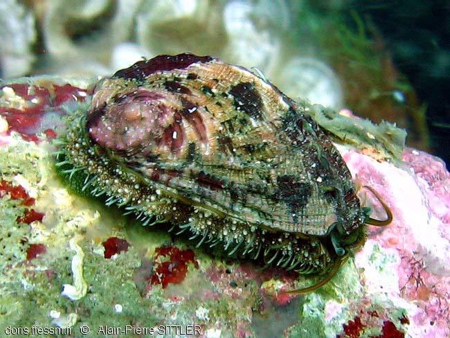 Haliotis tuberculata f. lamellosa | DORIS