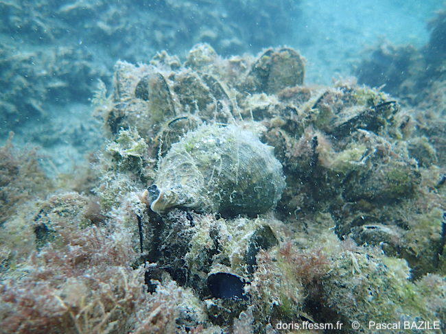 Rapana venosa | DORIS