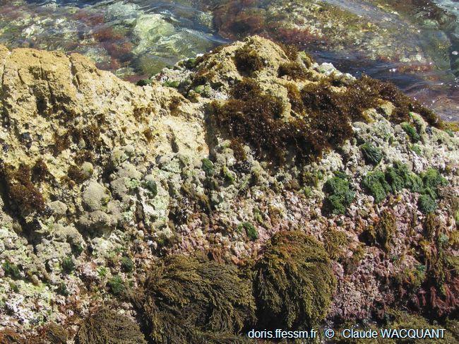 Rissoella verruculosa | DORIS