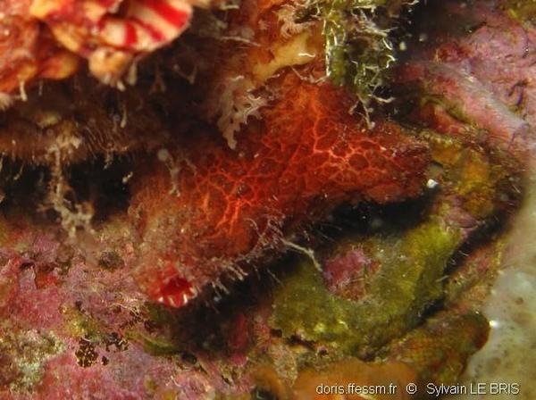 Pyura microcosmus | DORIS