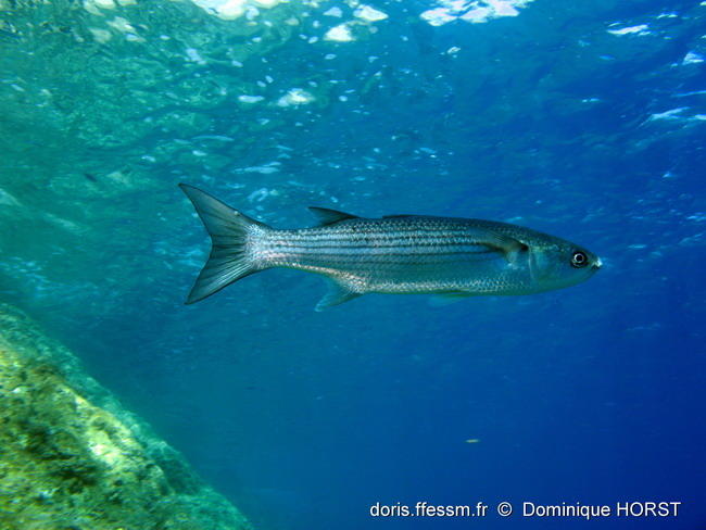 Chelon labrosus | DORIS