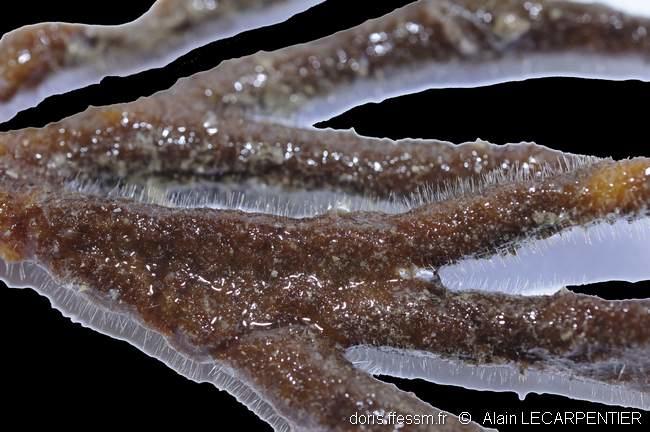 Raspailia (Clathriodendron) hispida | DORIS