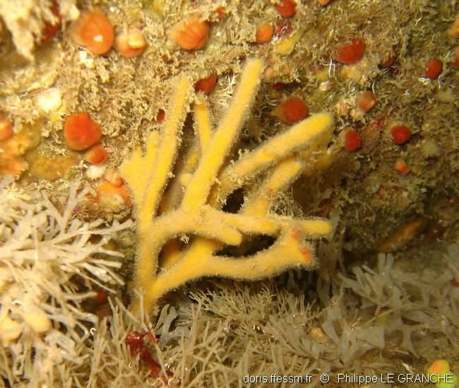 Raspailia (Clathriodendron) hispida | DORIS