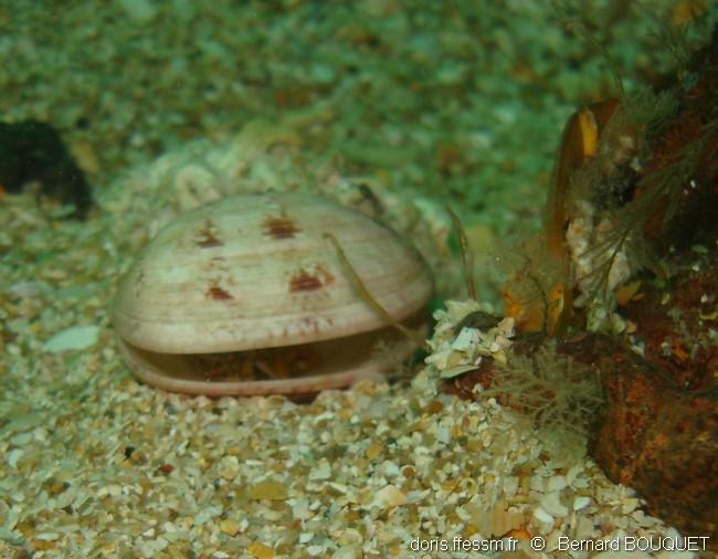 Dosinia exoleta | DORIS