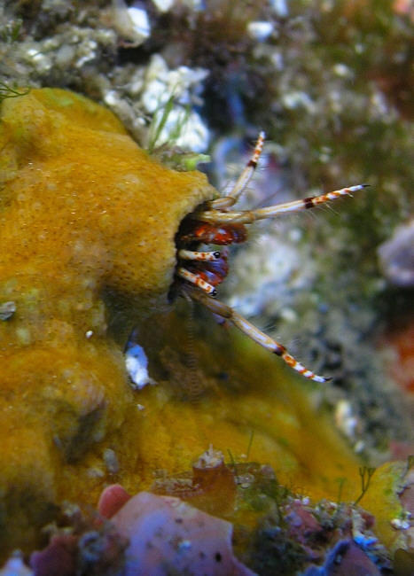 Calcinus tubularis | DORIS