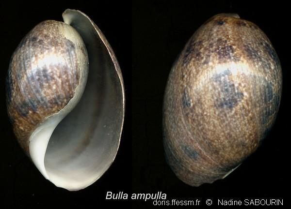 Bulla ampulla | DORIS