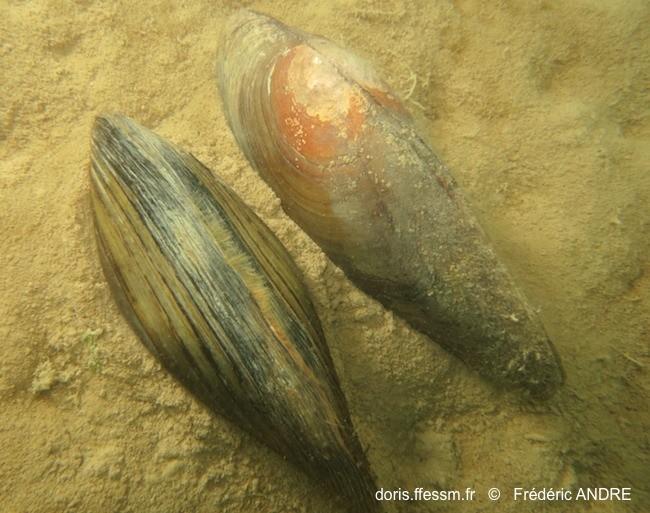 Anodonta cygnea | DORIS