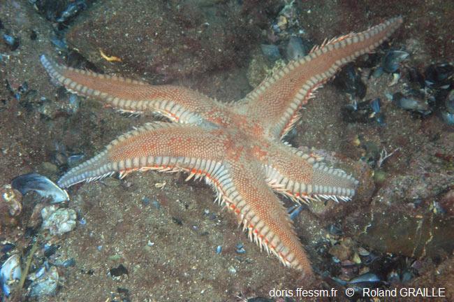 Astropecten aranciacus | DORIS