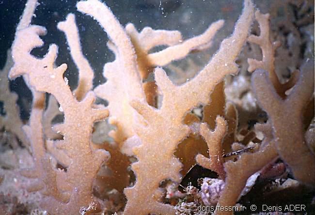 Alcyonidium spp. | DORIS