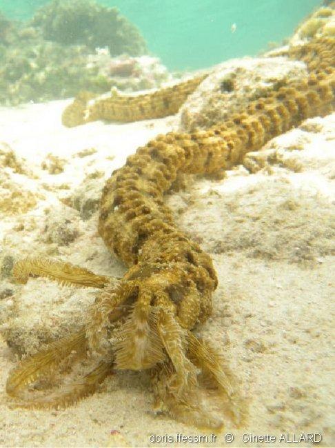 Synapta maculata | DORIS