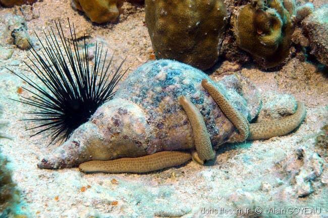 Charonia variegata | DORIS