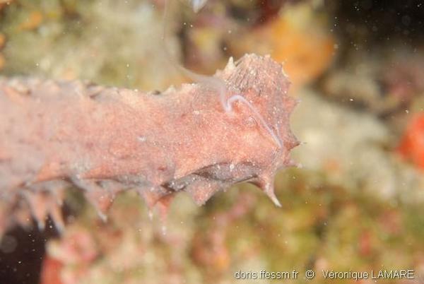 Holothuria (Holothuria) tubulosa | DORIS