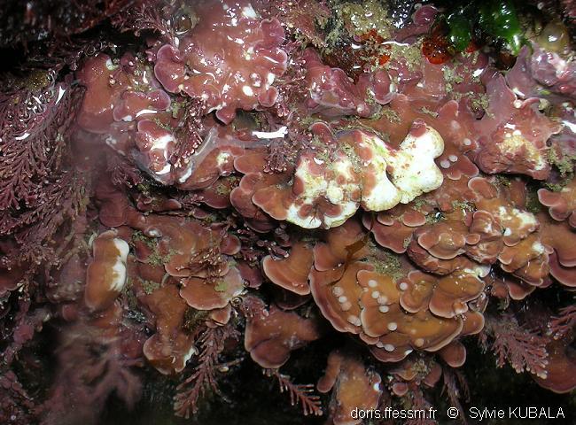Mesophyllum lichenoides | DORIS