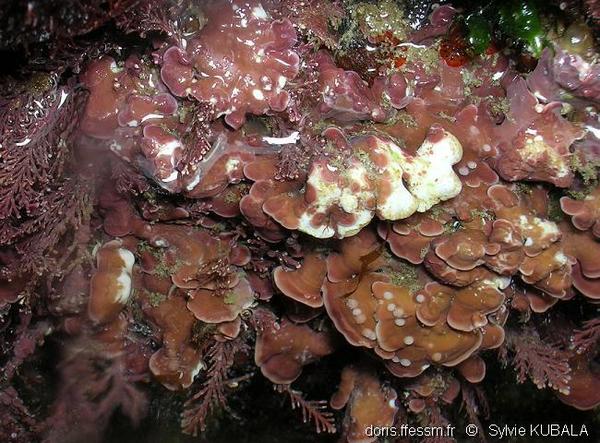 Mesophyllum lichenoides | DORIS