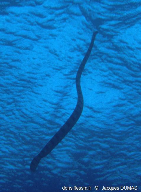 Hydrophis major | DORIS