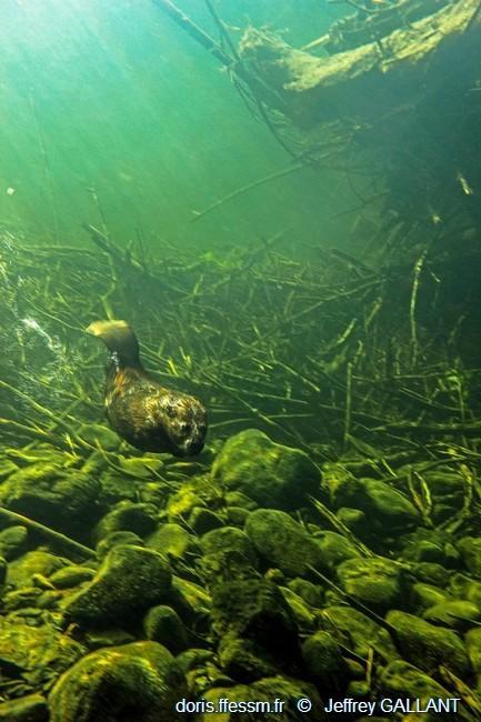 Castor canadensis | DORIS
