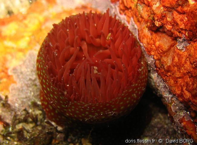 Actinia fragacea | DORIS