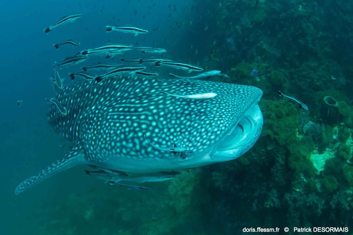Rhincodon typus | DORIS