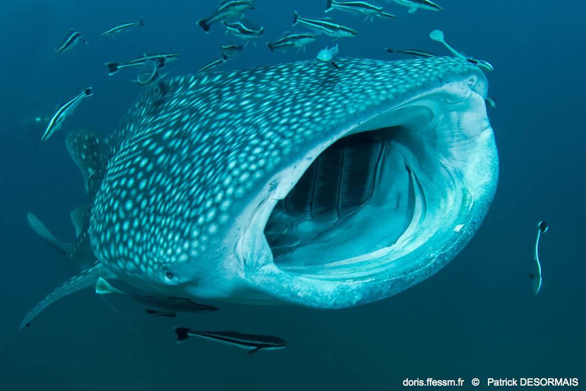 Rhincodon typus | DORIS