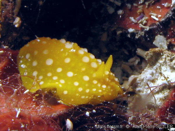 Phyllidia flava | DORIS